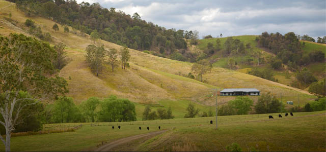 How about a tree change? – Insights Magazine