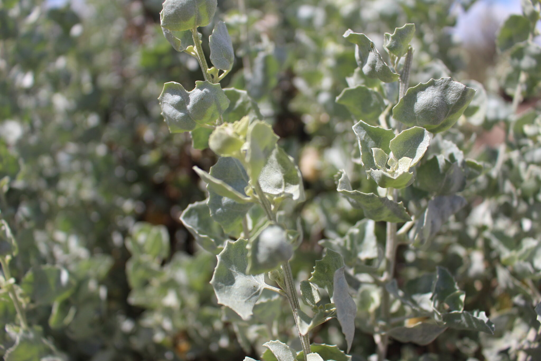 Living Discipleship: The Saltbush Story – Insights Magazine